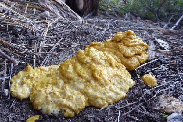 75% of long-distance hikers shit themselves - Mount Trail